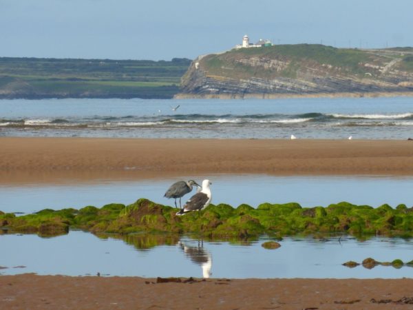 Beale Beach - WanderPast